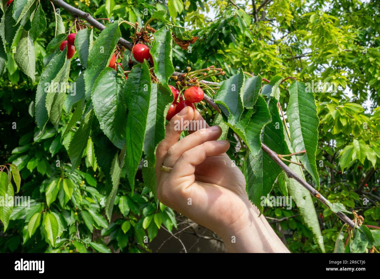 Cherry picker fruit hi-res stock photography and images - Alamy