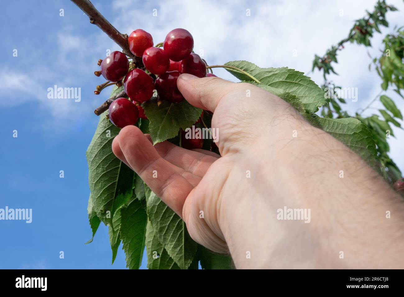 Hand picking fresh delicious red cherry against a blue sky. Picking red ...