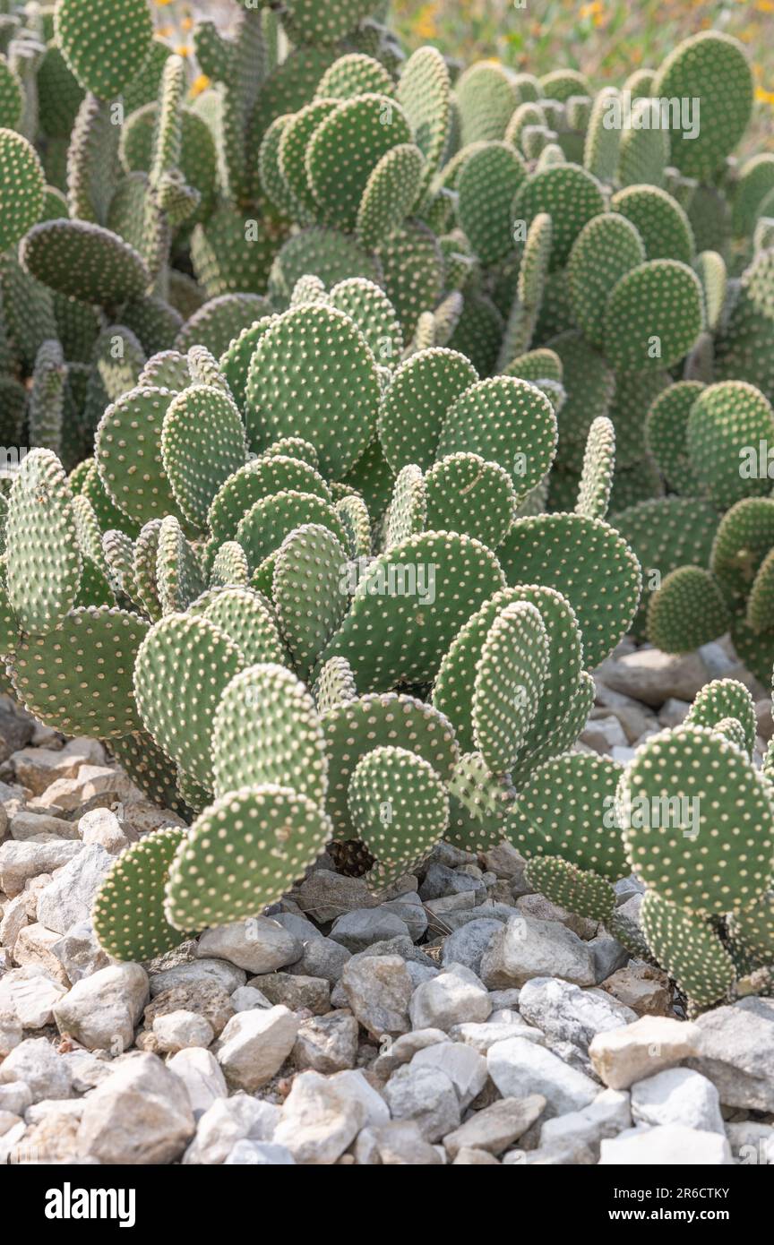 Bunny ears cactus, Opuntia microdasys, has large pads covered in fine ...