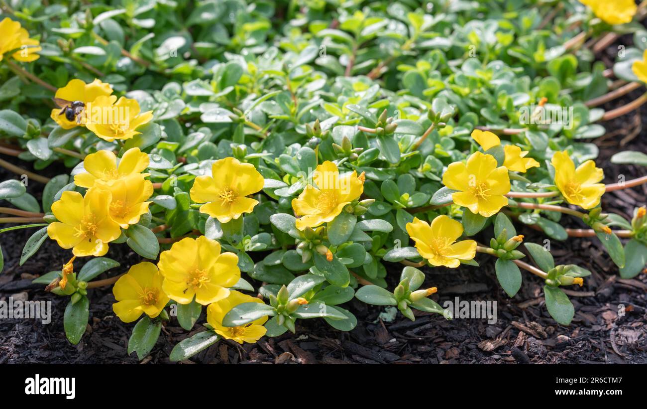 Vibrant yellow portulaca blooms of a beautiful trailing groundcover ...