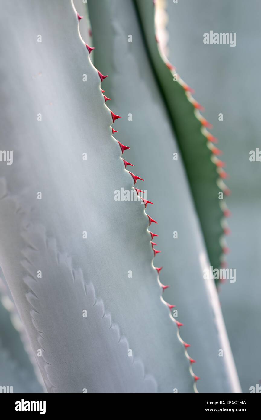 Agave gracilispina hi-res stock photography and images - Alamy