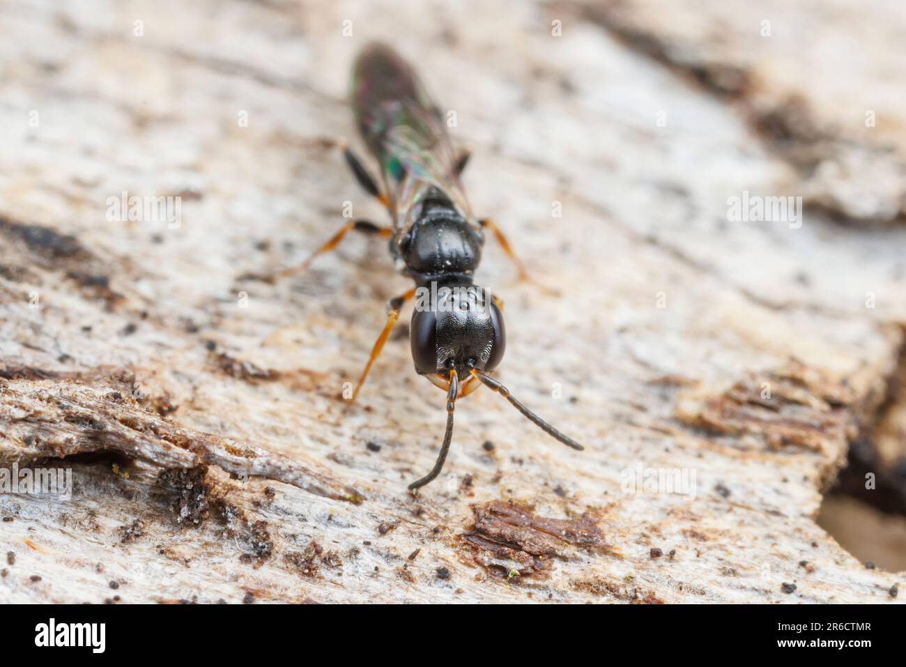 Square-headed Wasp (Passaloecus sp Stock Photo - Alamy