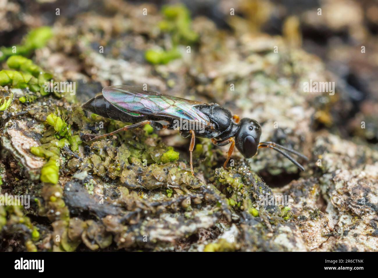 Square-headed Wasp (Passaloecus sp Stock Photo - Alamy