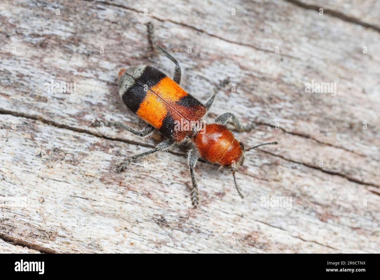 Orange-banded Checkered Beetle (Enoclerus ichneumoneus Stock Photo - Alamy