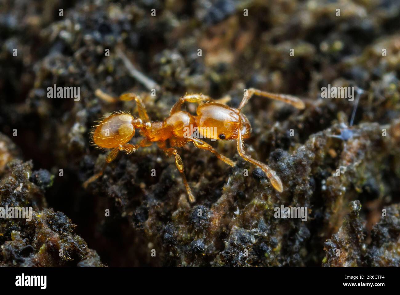 Big-headed Ant (Pheidole tysoni), minor worker Stock Photo - Alamy