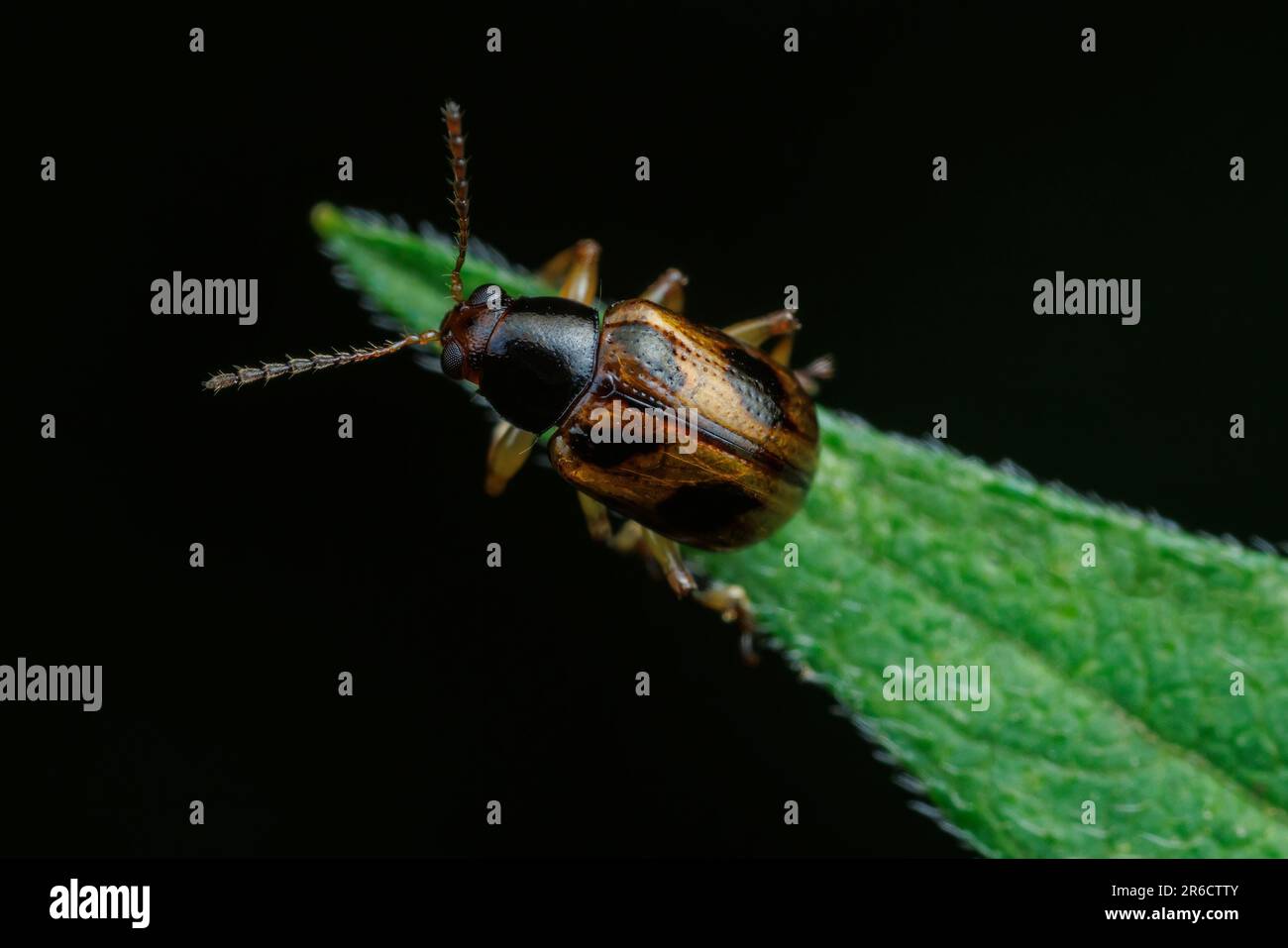 Leaf Beetle (Paria quadrinotata Stock Photo - Alamy