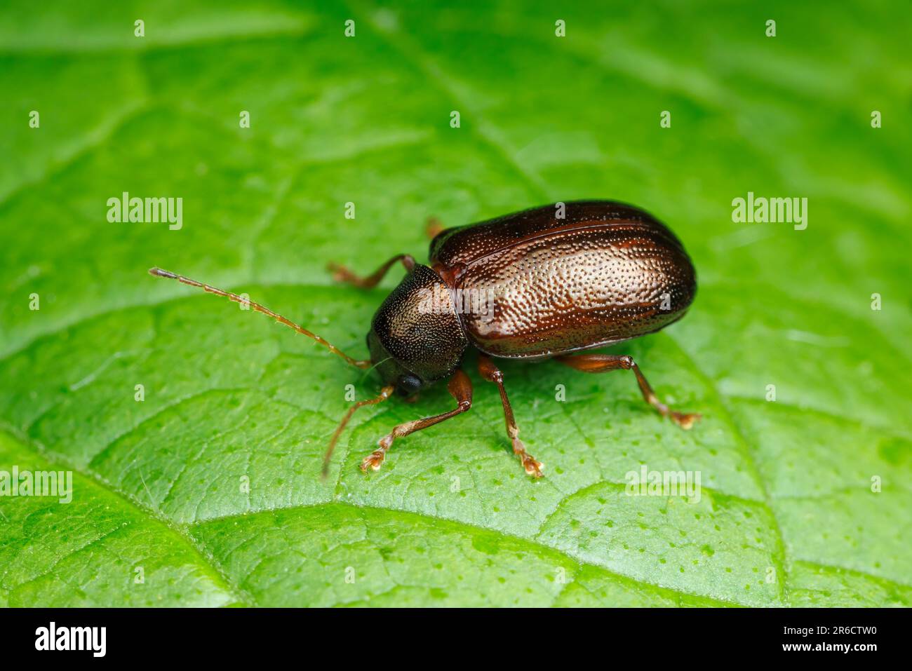 Eumolpini hi-res stock photography and images - Alamy