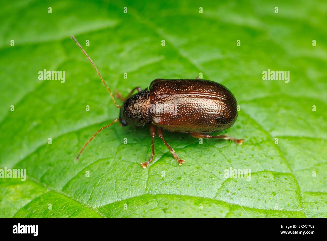 Leaf beetle coleoptera chrysomelidae sp hi-res stock photography and ...