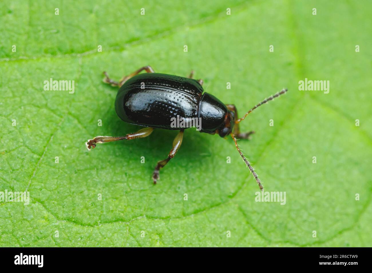 Leaf Beetle (Paria quadrinotata Stock Photo - Alamy