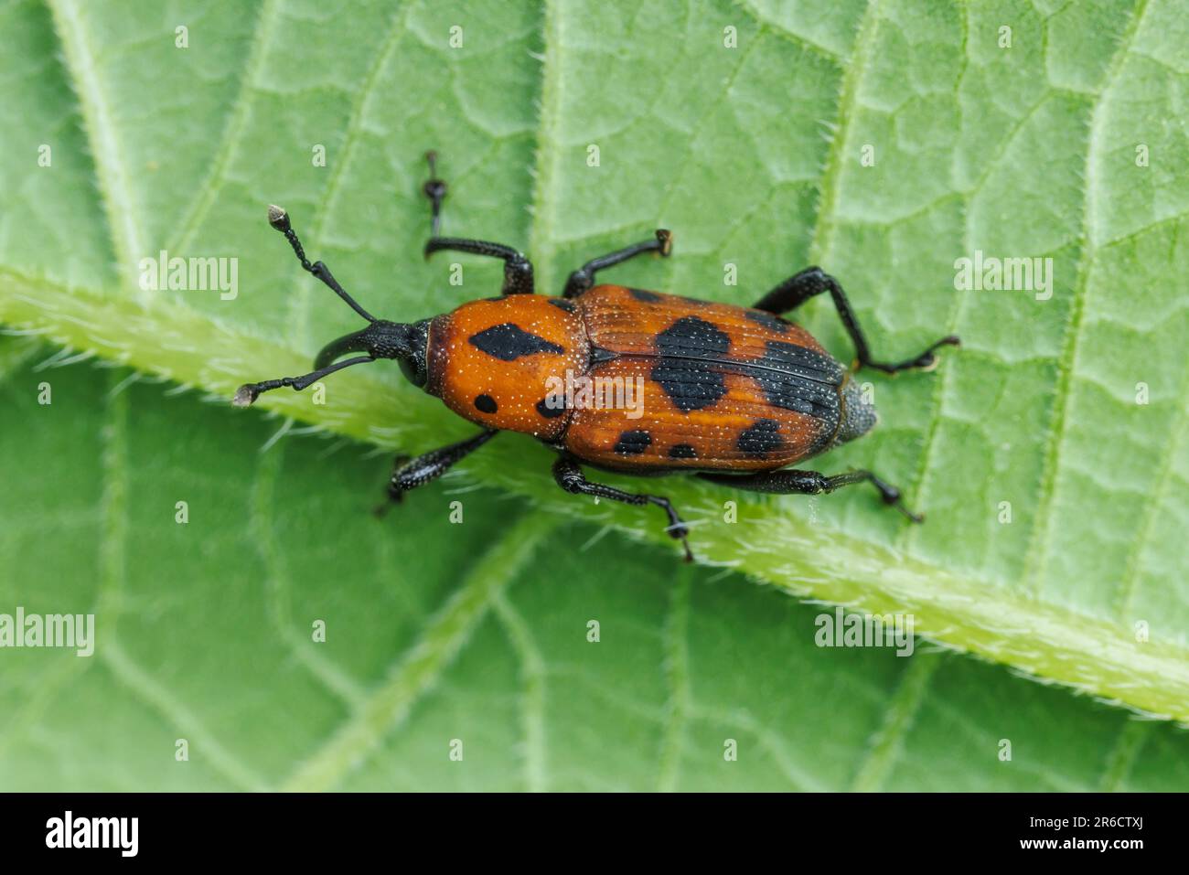 Cocklebur hi-res stock photography and images - Alamy