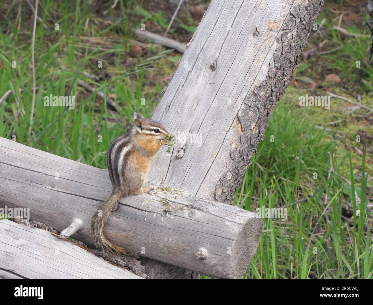 western striped chipmunk eating while on a log in yellowstone Stock ...