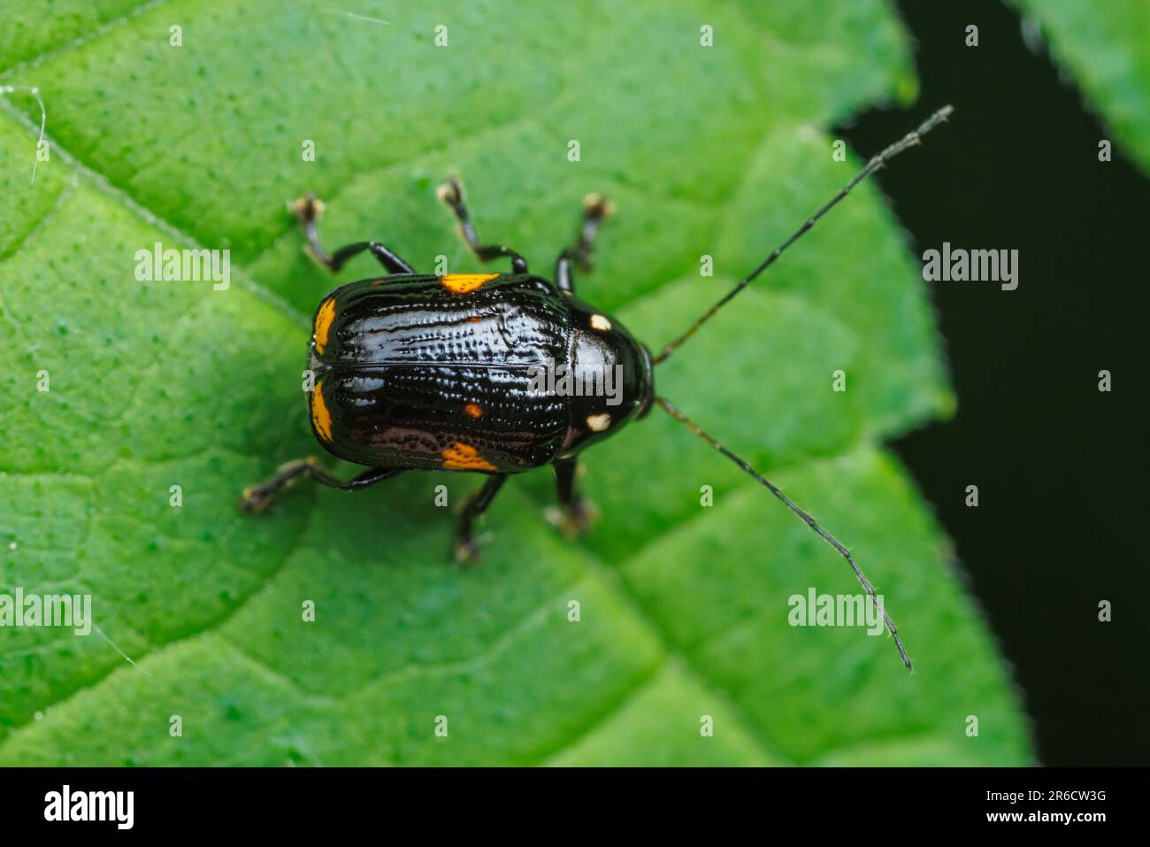 Case-bearing Leaf Beetle (Bassareus mammifer Stock Photo - Alamy