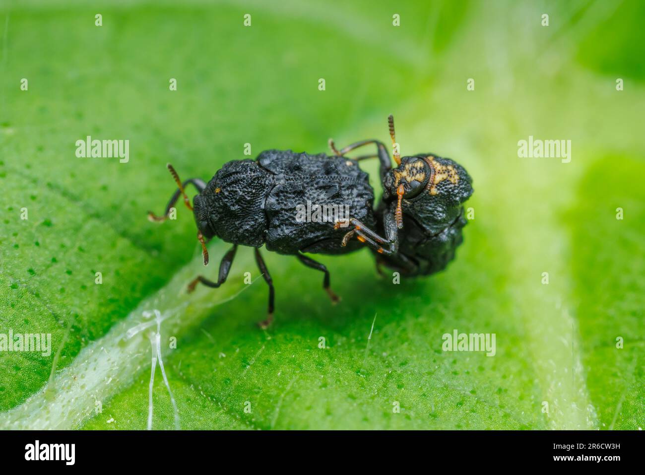 Warty Leaf Beetles (Exema dispar) - Mating Stock Photo - Alamy