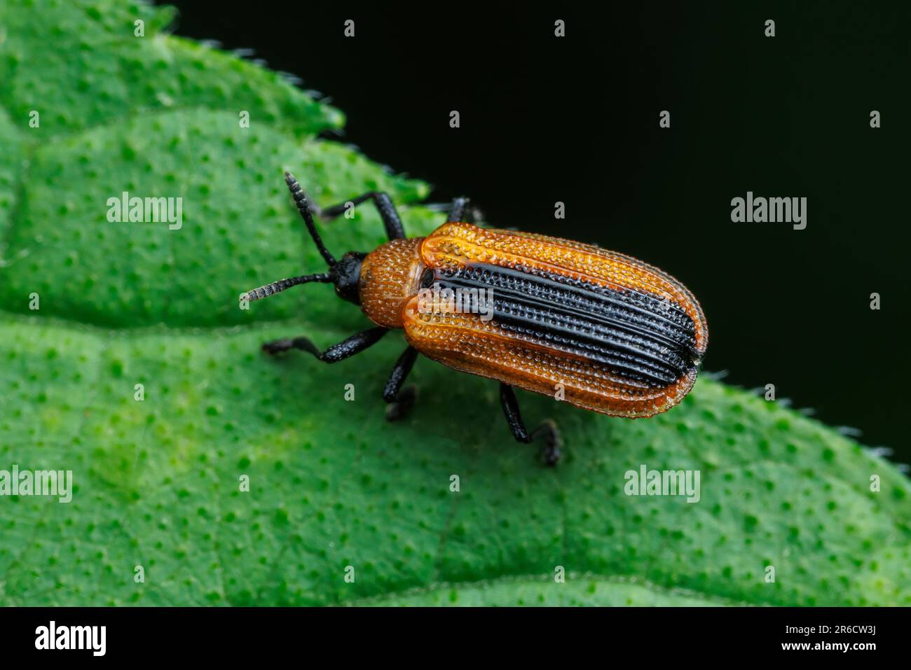 Locust Leaf-miner Beetle (Odontota dorsalis Stock Photo - Alamy