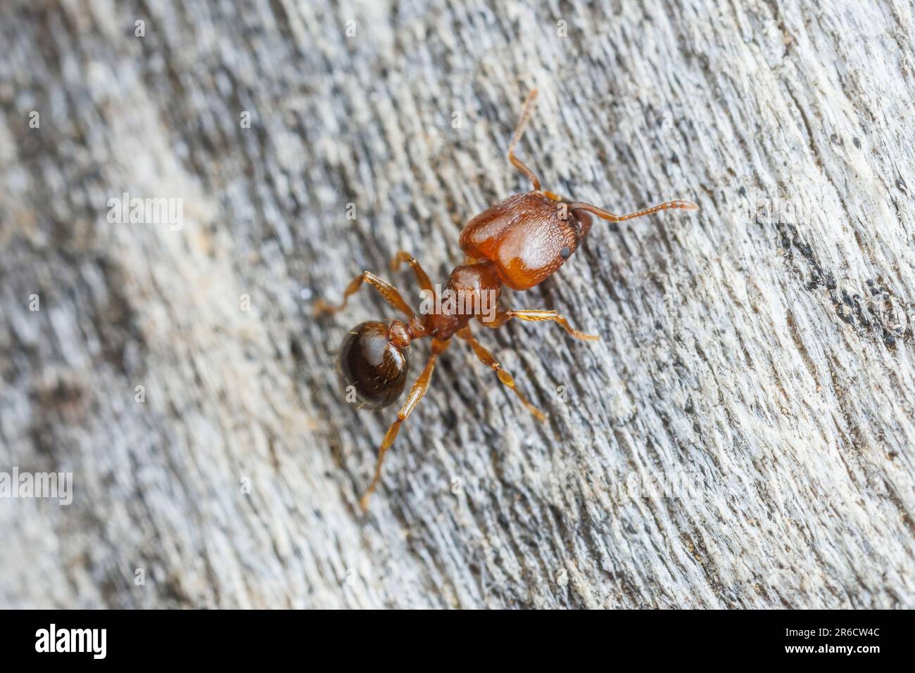 Big Headed Ant Size