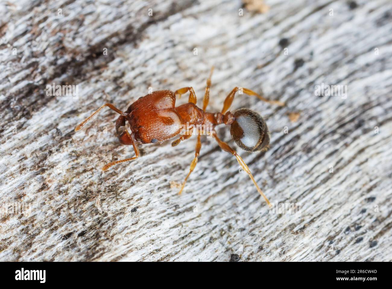 Big-headed Ant (Pheidole crassicornis), major worker Stock Photo - Alamy