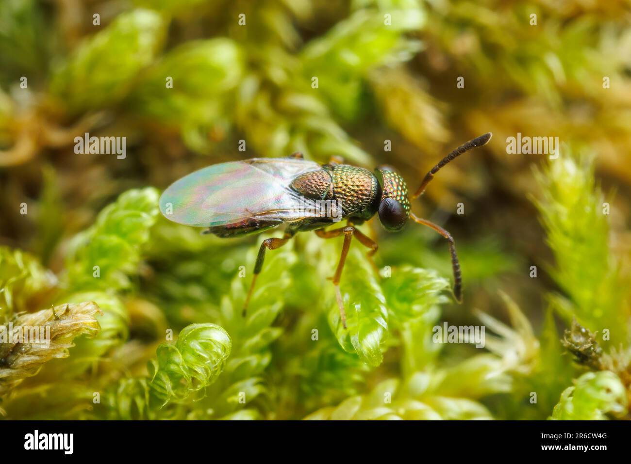 Encyrtid Wasp (Bothriothorax sp.) - Female Stock Photo - Alamy