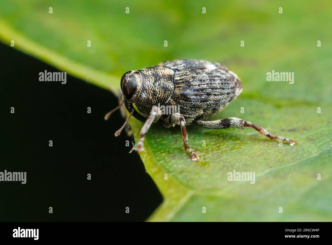 Curculionid Beetle (Lechriops oculatus Stock Photo - Alamy
