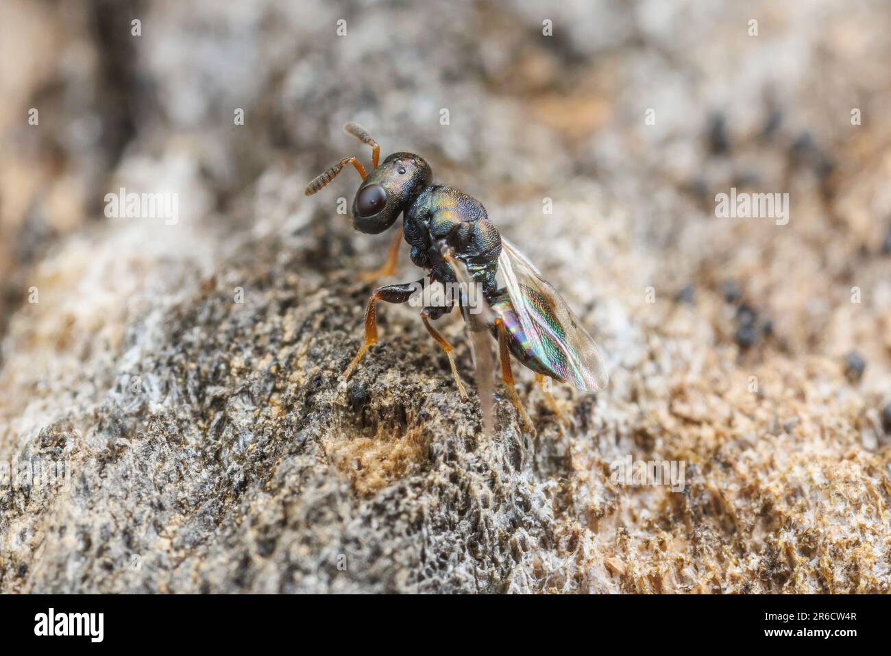 Pteromalid Wasp (Habritys sp Stock Photo - Alamy