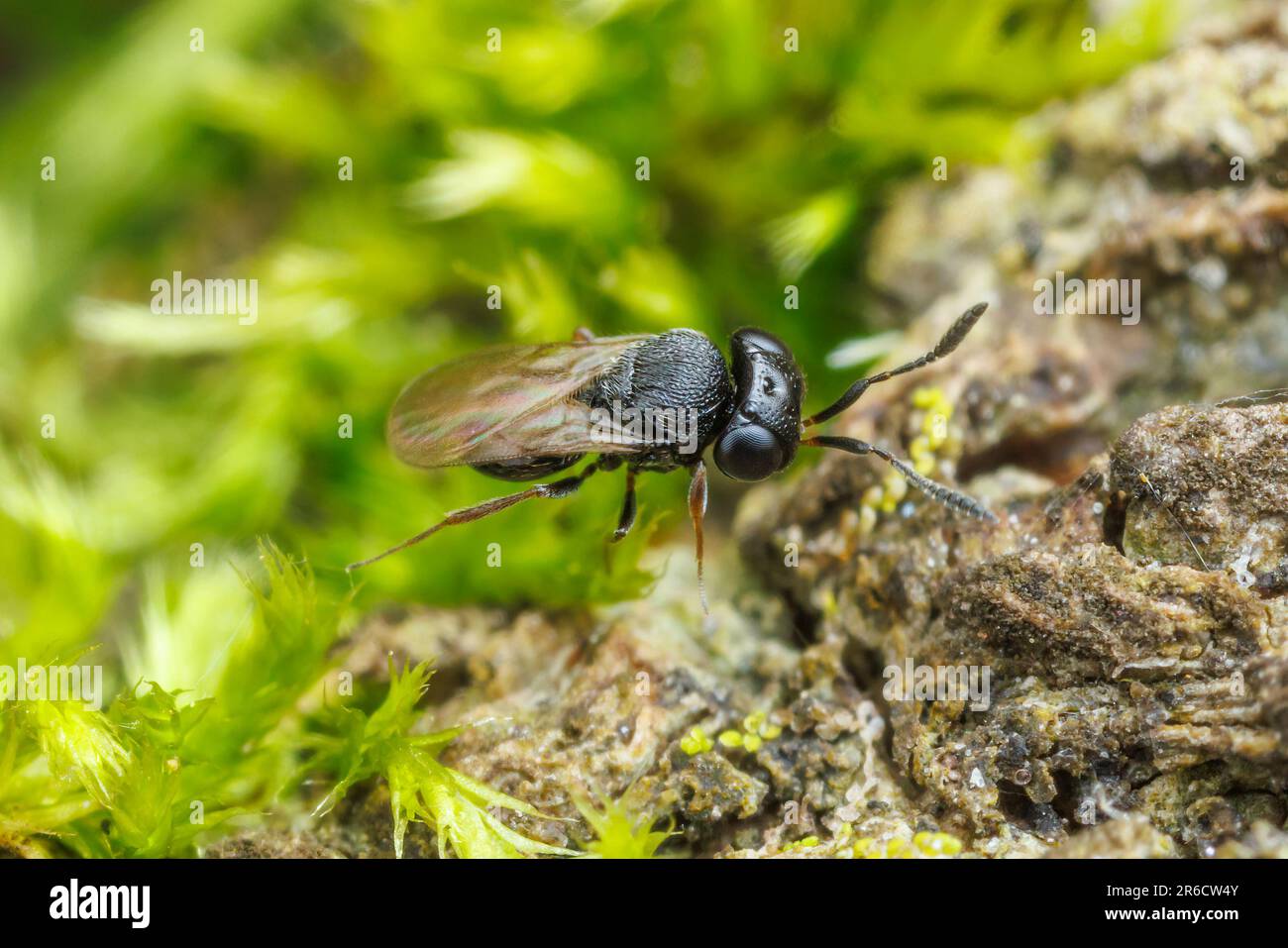 Telenominae hi-res stock photography and images - Alamy