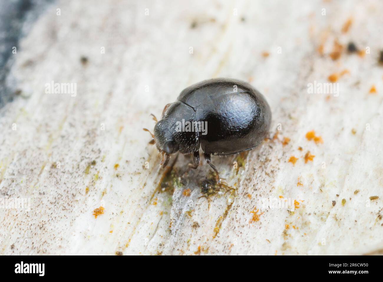 Velvethead lady beetle hi-res stock photography and images - Alamy