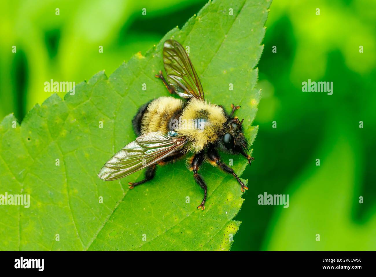Thoracica hi-res stock photography and images - Alamy