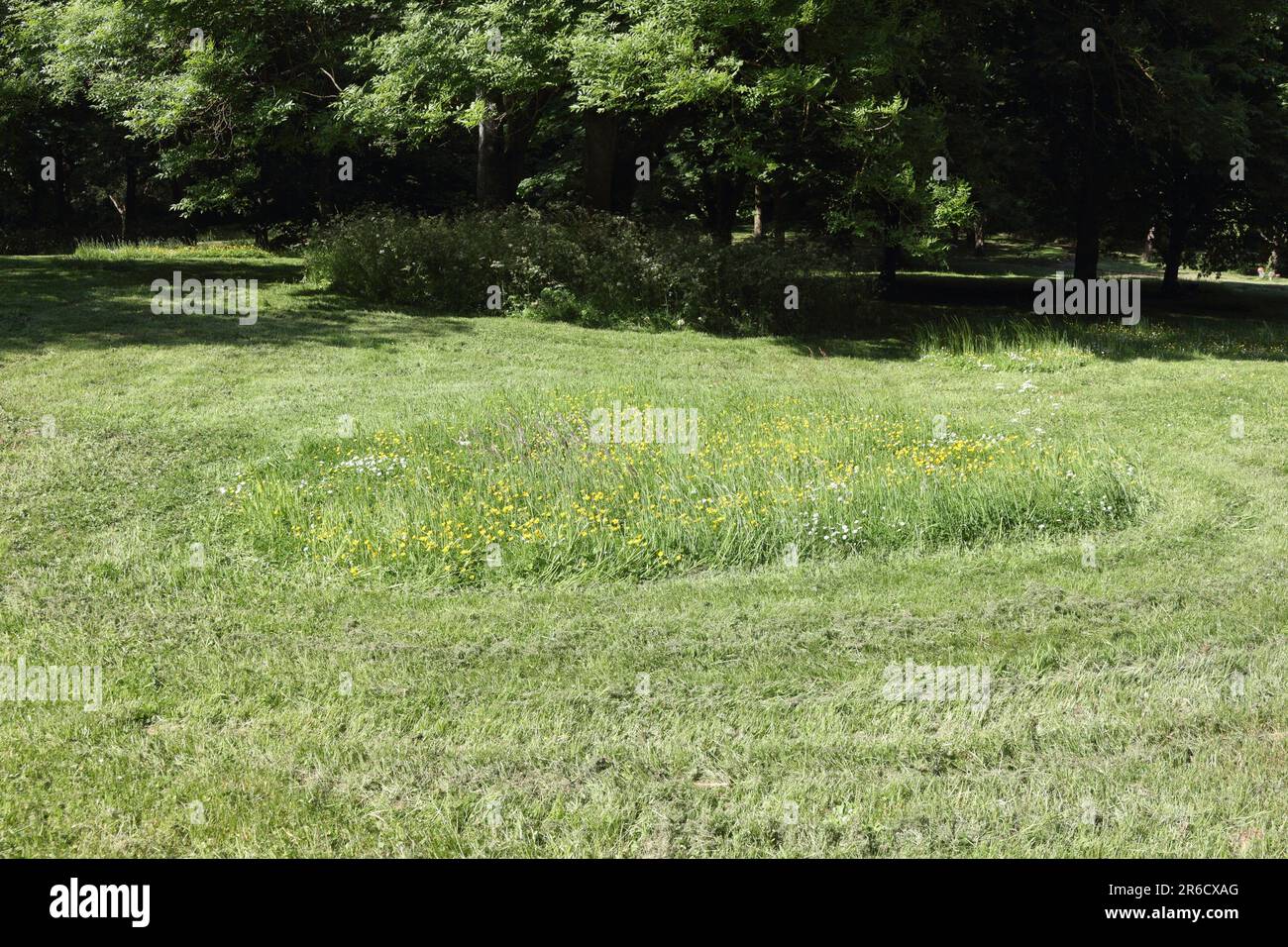 Area of unmowed grass to keep some wildflowers in bloom, Abbey lane ...