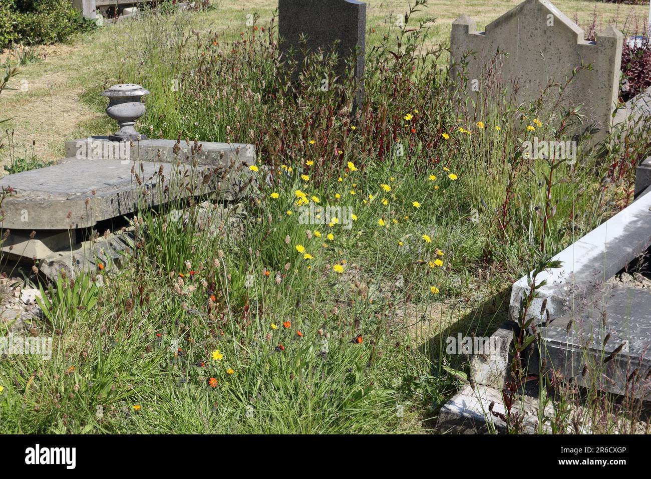 Wildflowers growing between unmowed graves in Abbey Lane cemetery ...