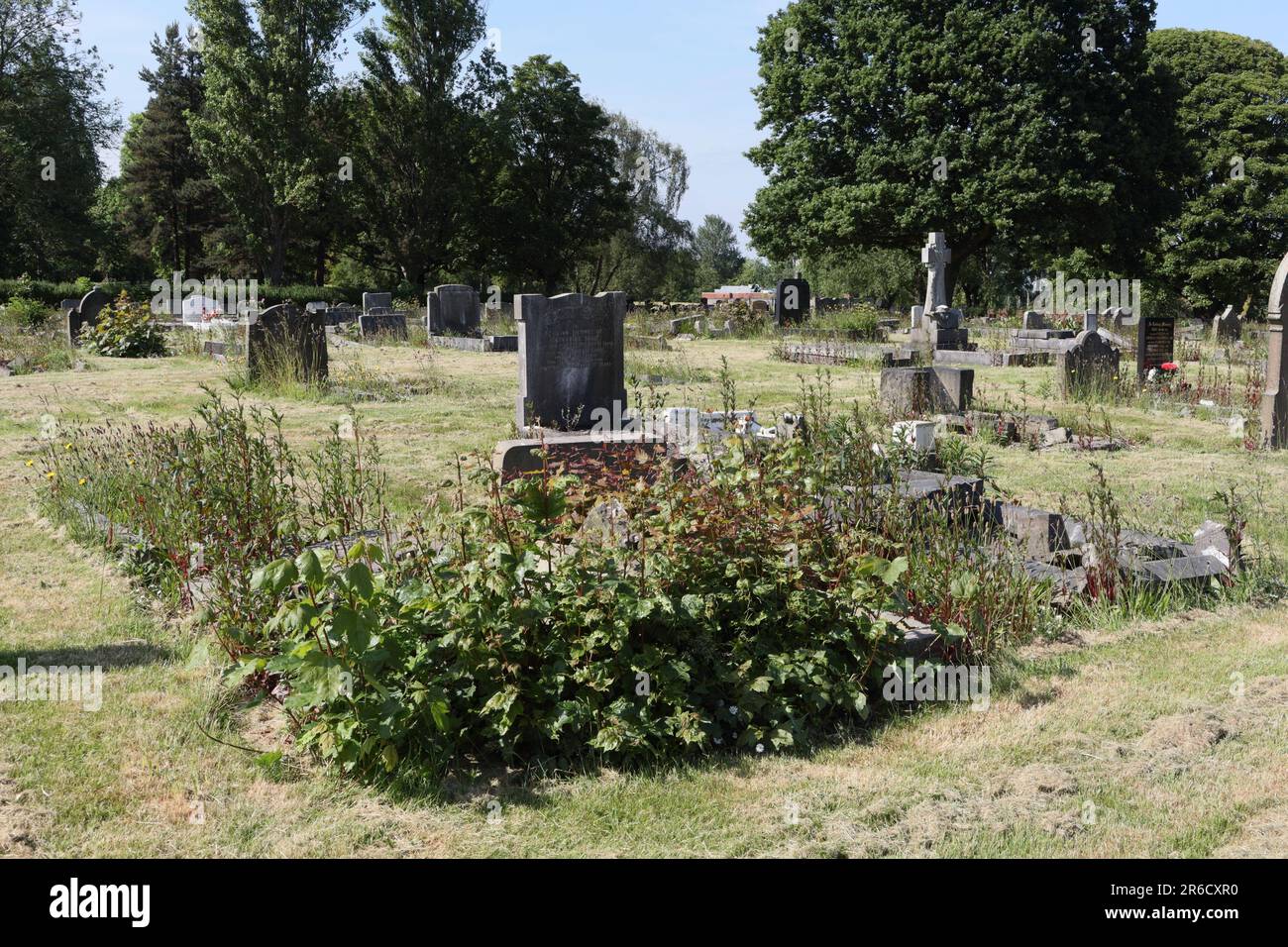 Wildflowers growing between unmowed graves in Abbey Lane cemetery ...