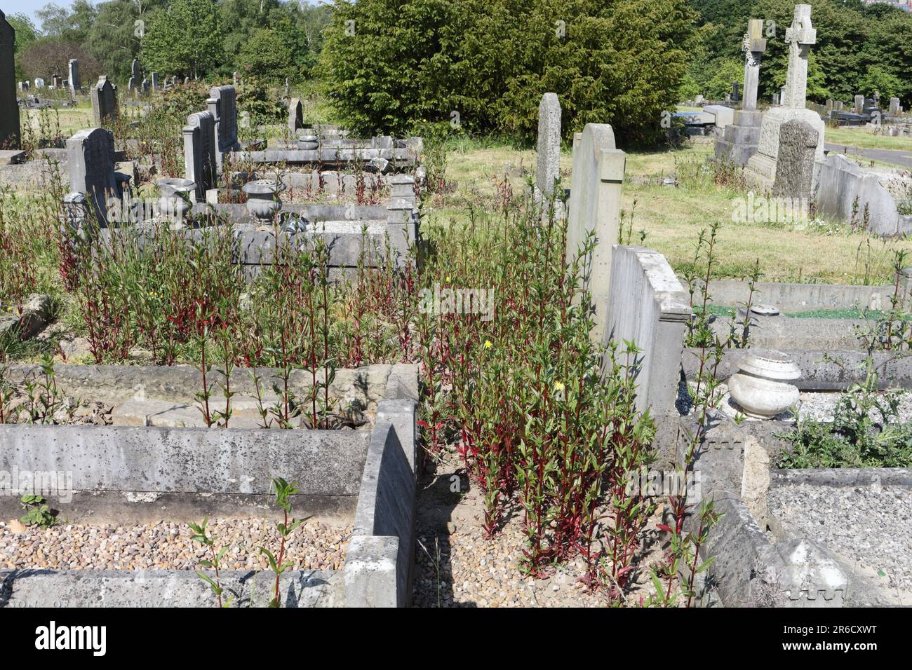 Wildflowers growing between unmowed open graves in Abbey Lane cemetery ...