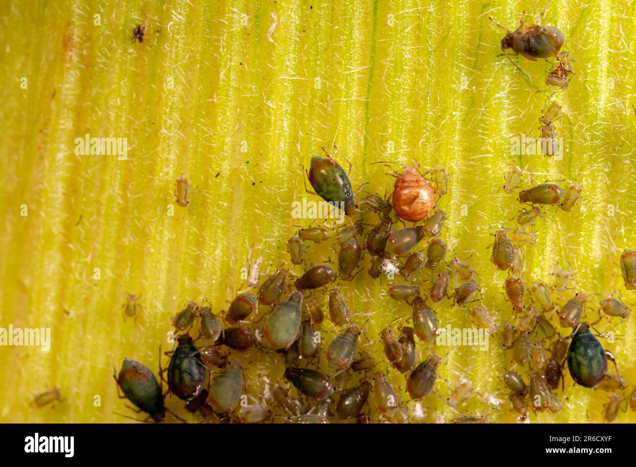 Agriculture insect pests hi-res stock photography and images - Alamy