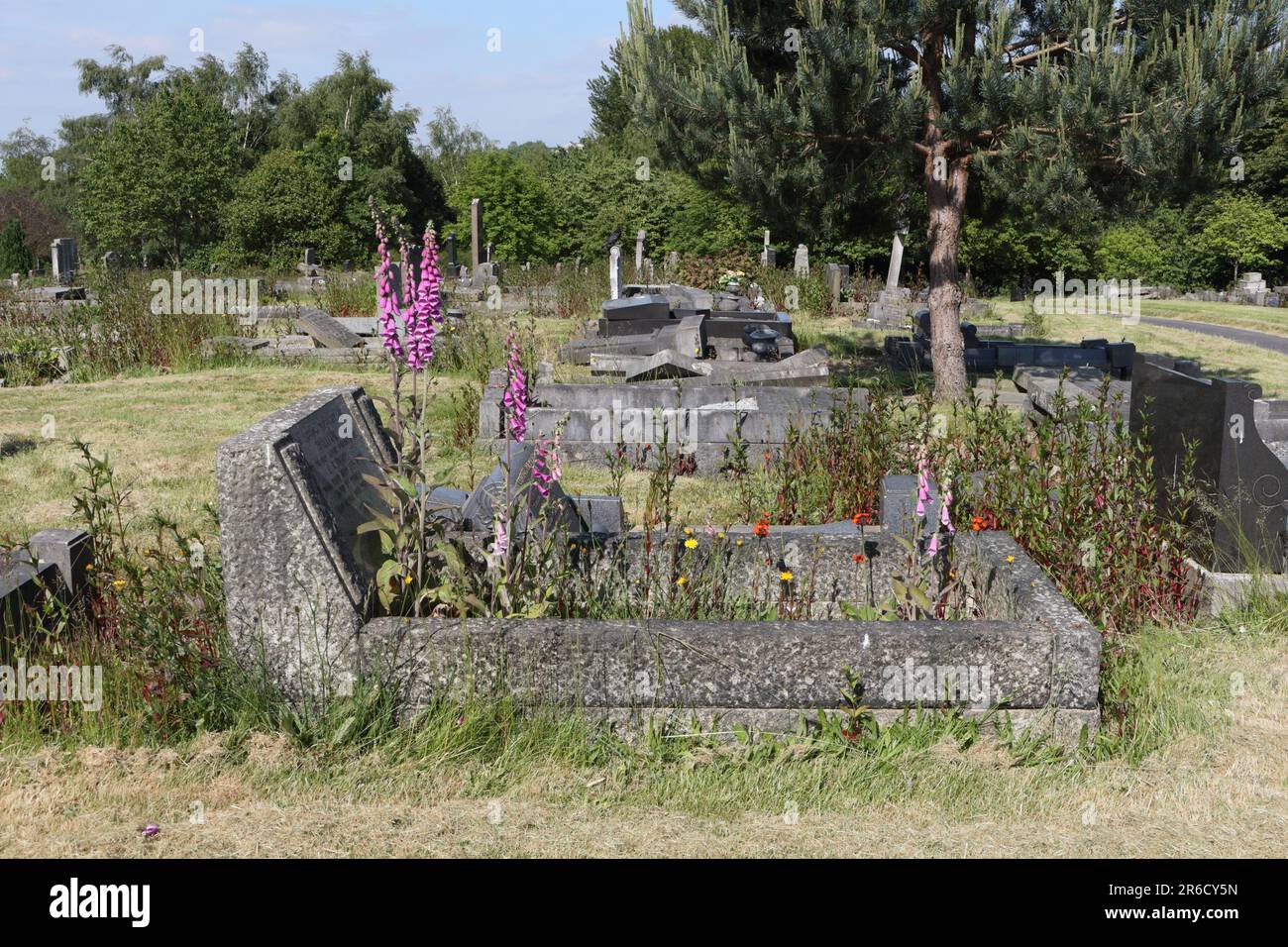 Wildflowers growing between unmowed graves in Abbey Lane cemetery ...