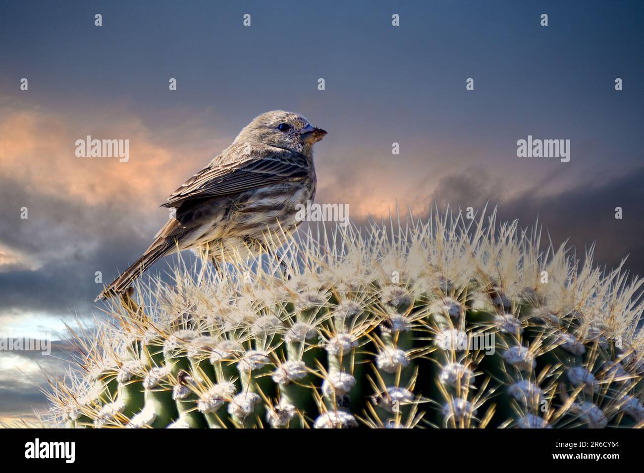 A song sparrow sits atop a saguaro cactus in the Sonora desert ...