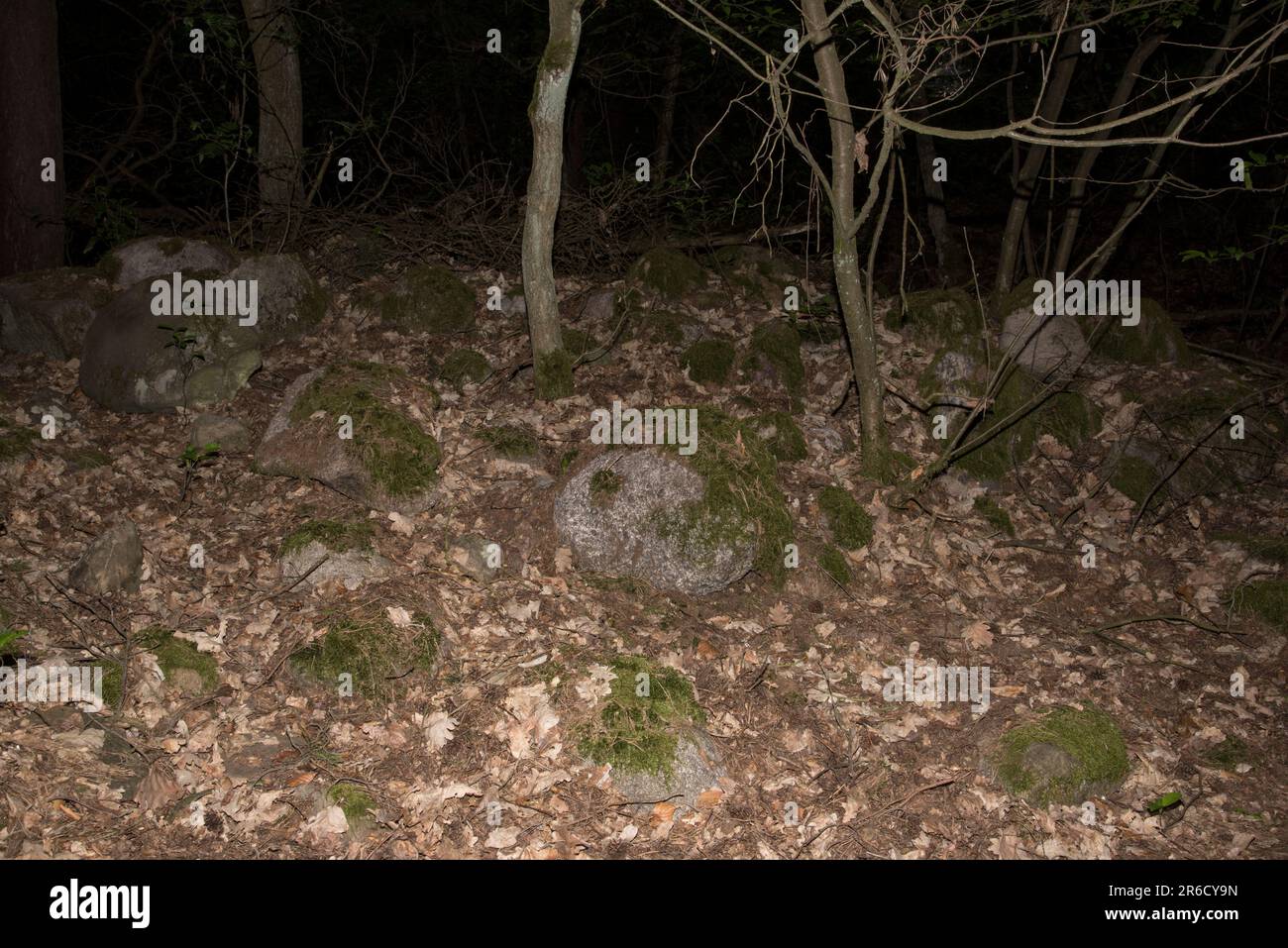 Bronze age tumulus grave near Stiernsee and tiny village Briesen in ...