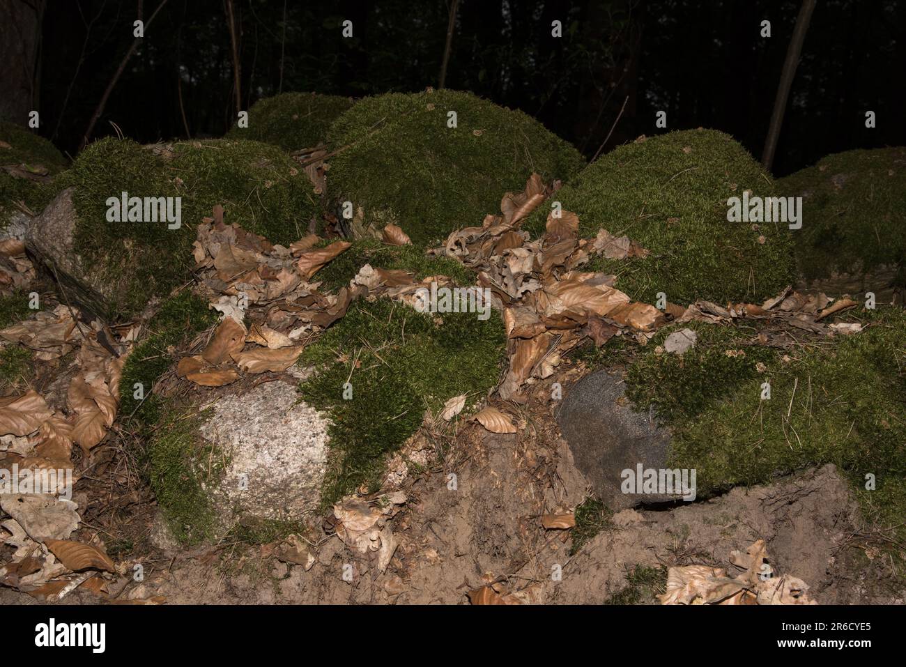 Bronze age tumulus grave near Stiernsee and tiny village Briesen in ...