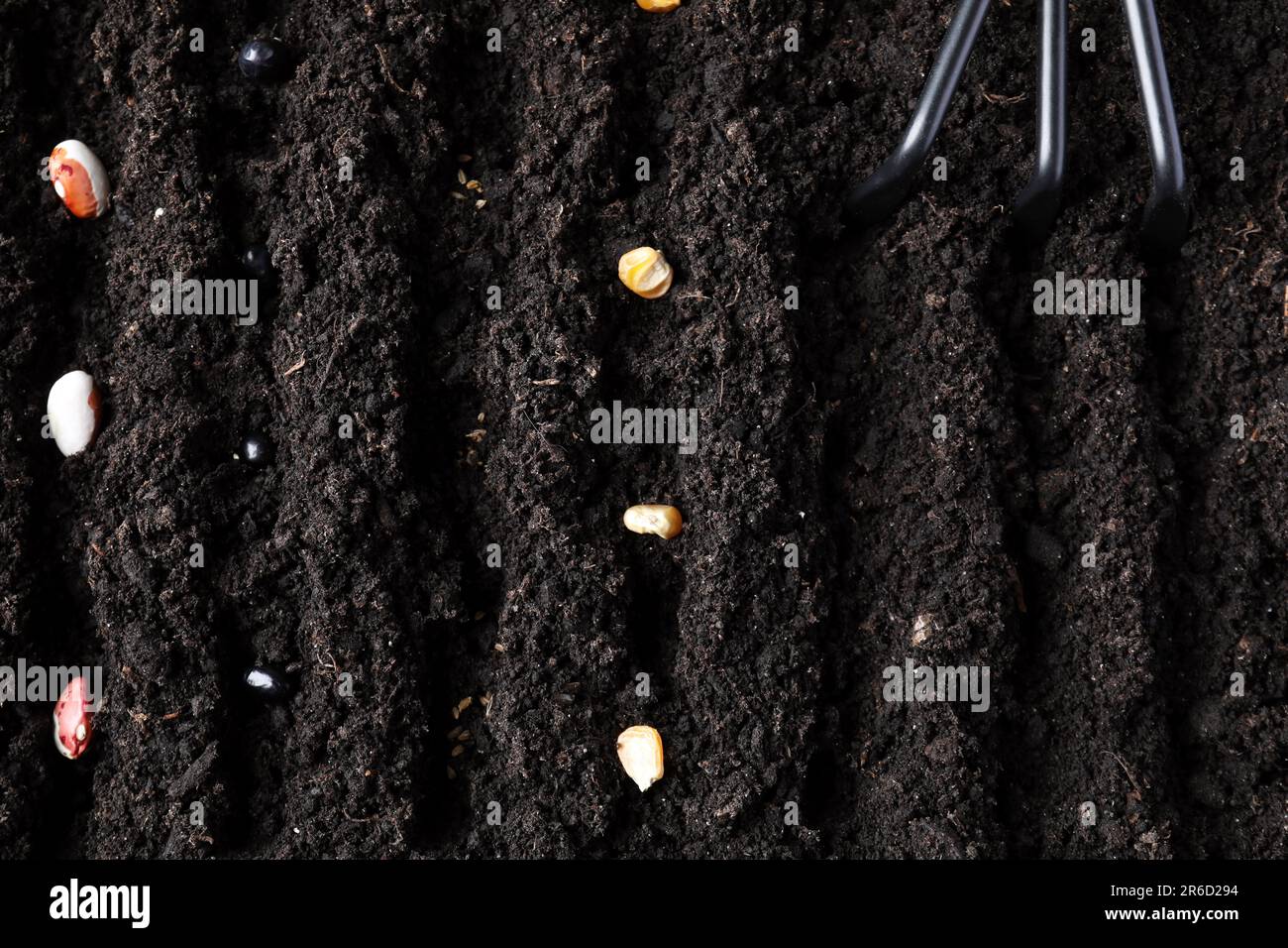 Many seeds in fertile soil, top view. Vegetable growing Stock Photo - Alamy