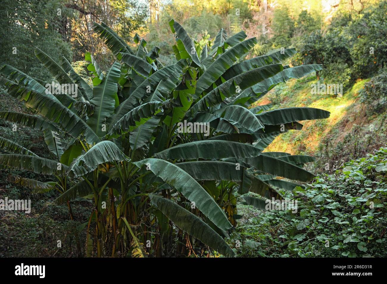 Banana plant ecosystem hi-res stock photography and images - Alamy