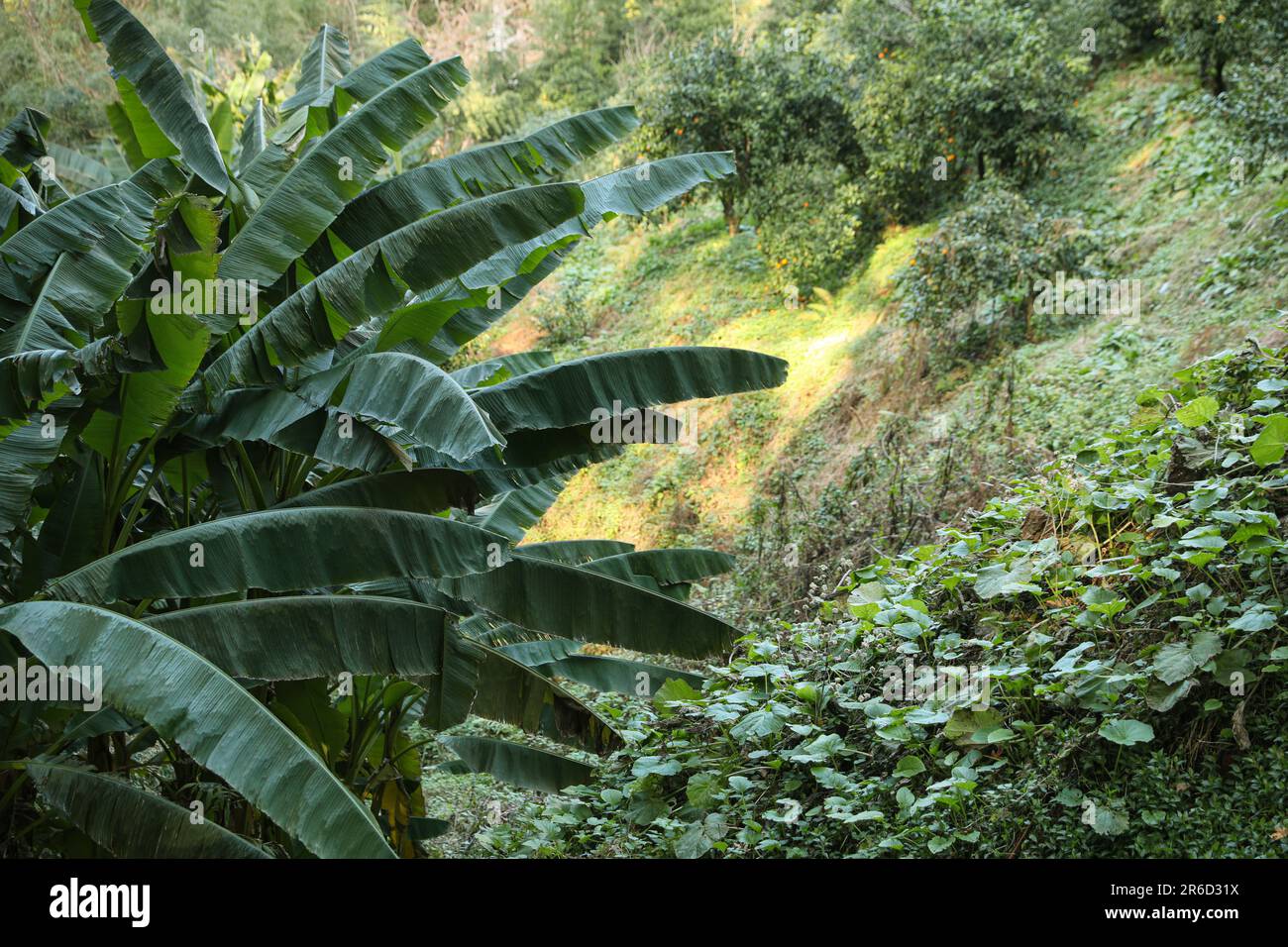 Banana plant ecosystem hi-res stock photography and images - Alamy