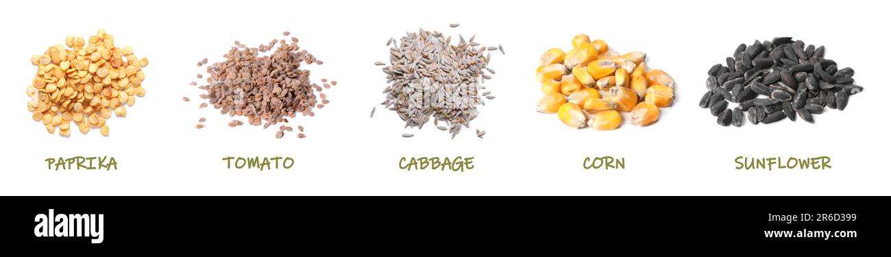 Set of vegetable seeds and its names on white background, top and side ...