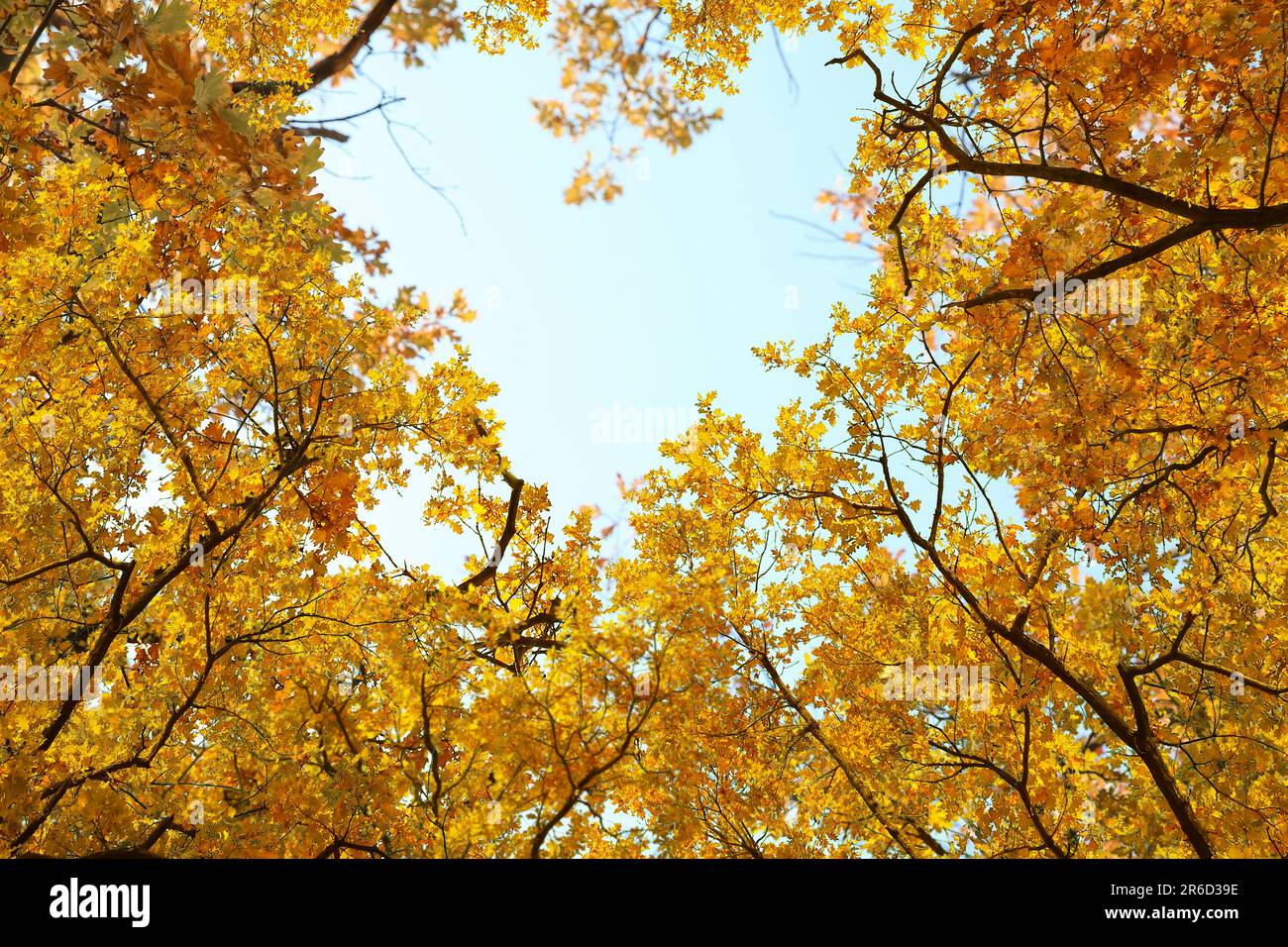 Sky visible through heart shaped gap formed of autumn trees crowns ...