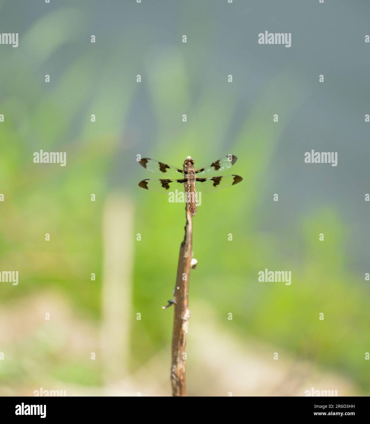 Female Common Whitetail Skimmer ((Plathemis lydia)) at small pond in ...