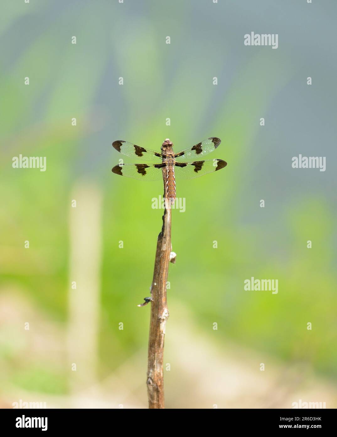 Female common whitetail skimmer hi-res stock photography and images - Alamy
