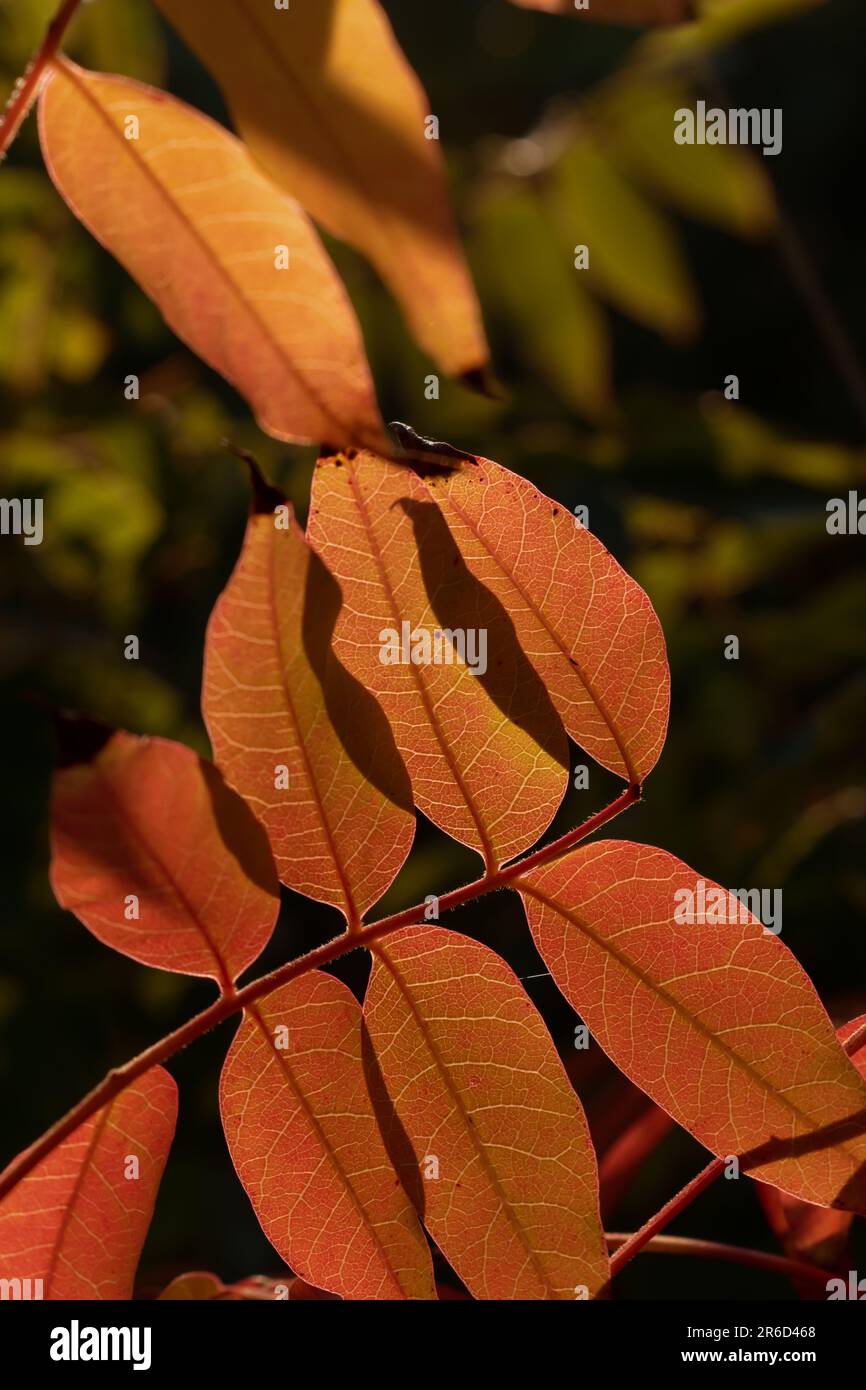 Explore world beautiful amazing colorful hi-res stock photography and ...