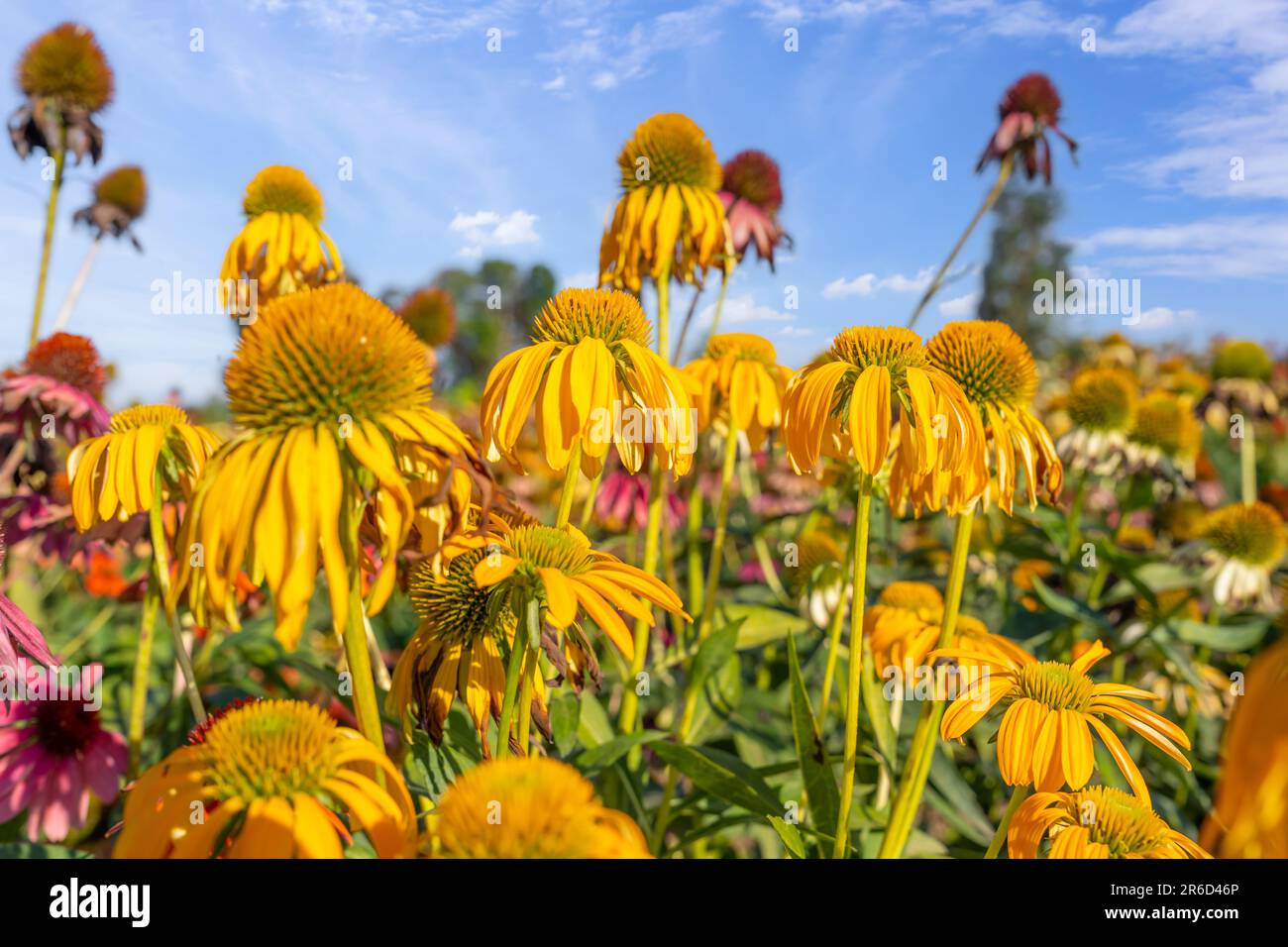 Yellow flowers of Echinacea purpurea 'Sombrero Yellow', in close up, in ...