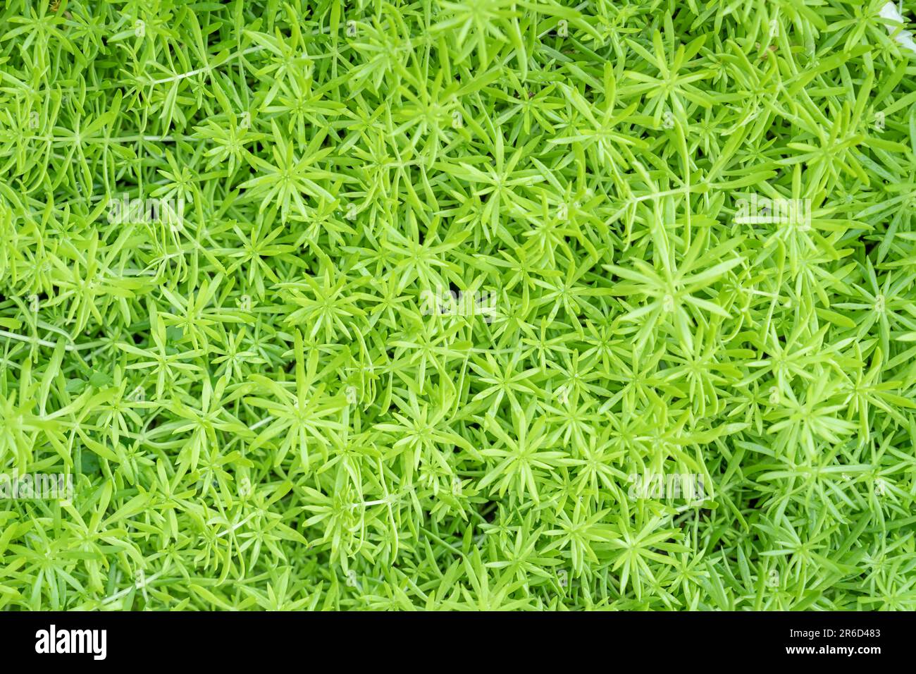 Green fresh gold moss sedum texture as background Stock Photo - Alamy