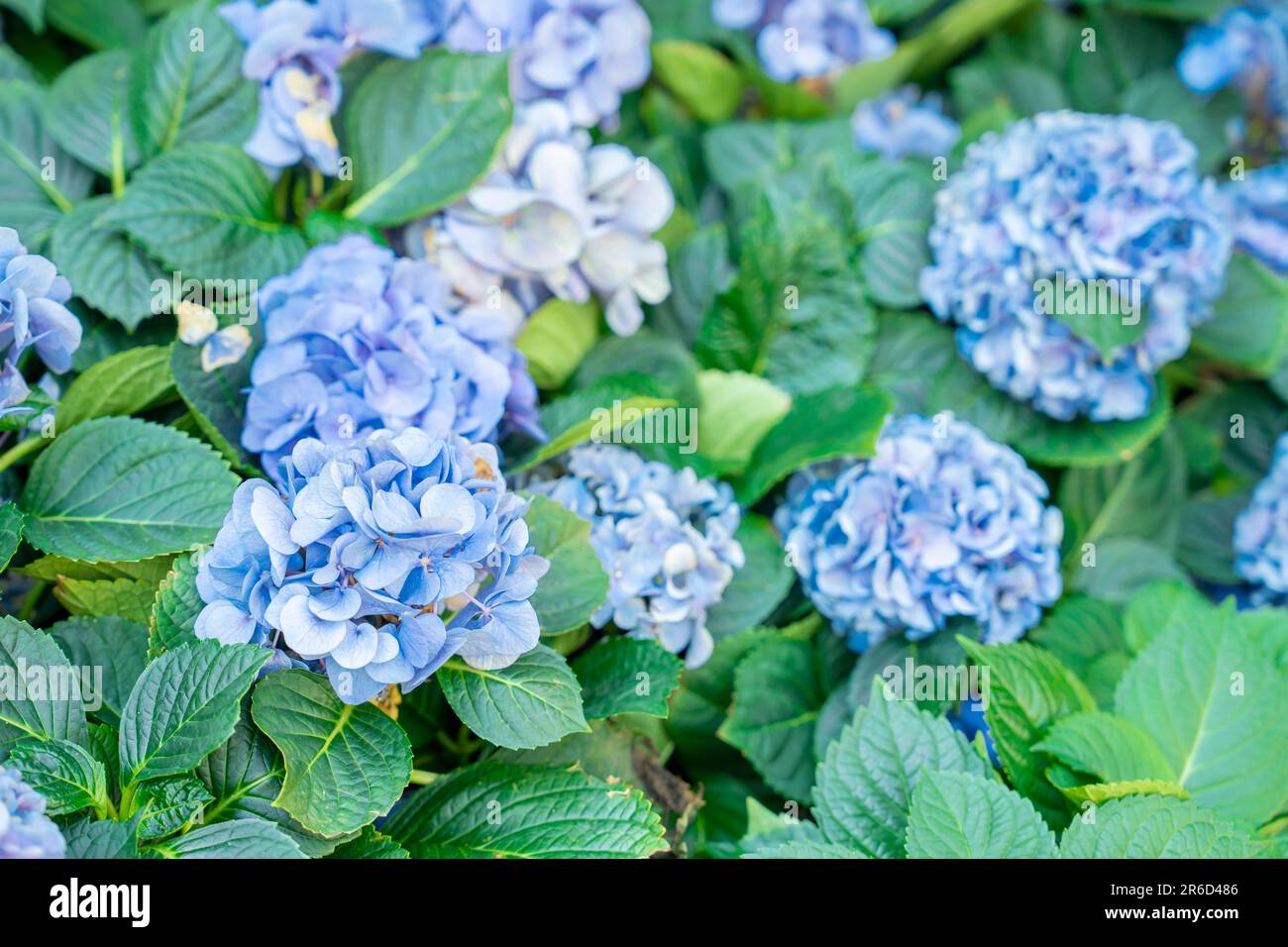 Hydrangeas backgrounds hi-res stock photography and images - Alamy
