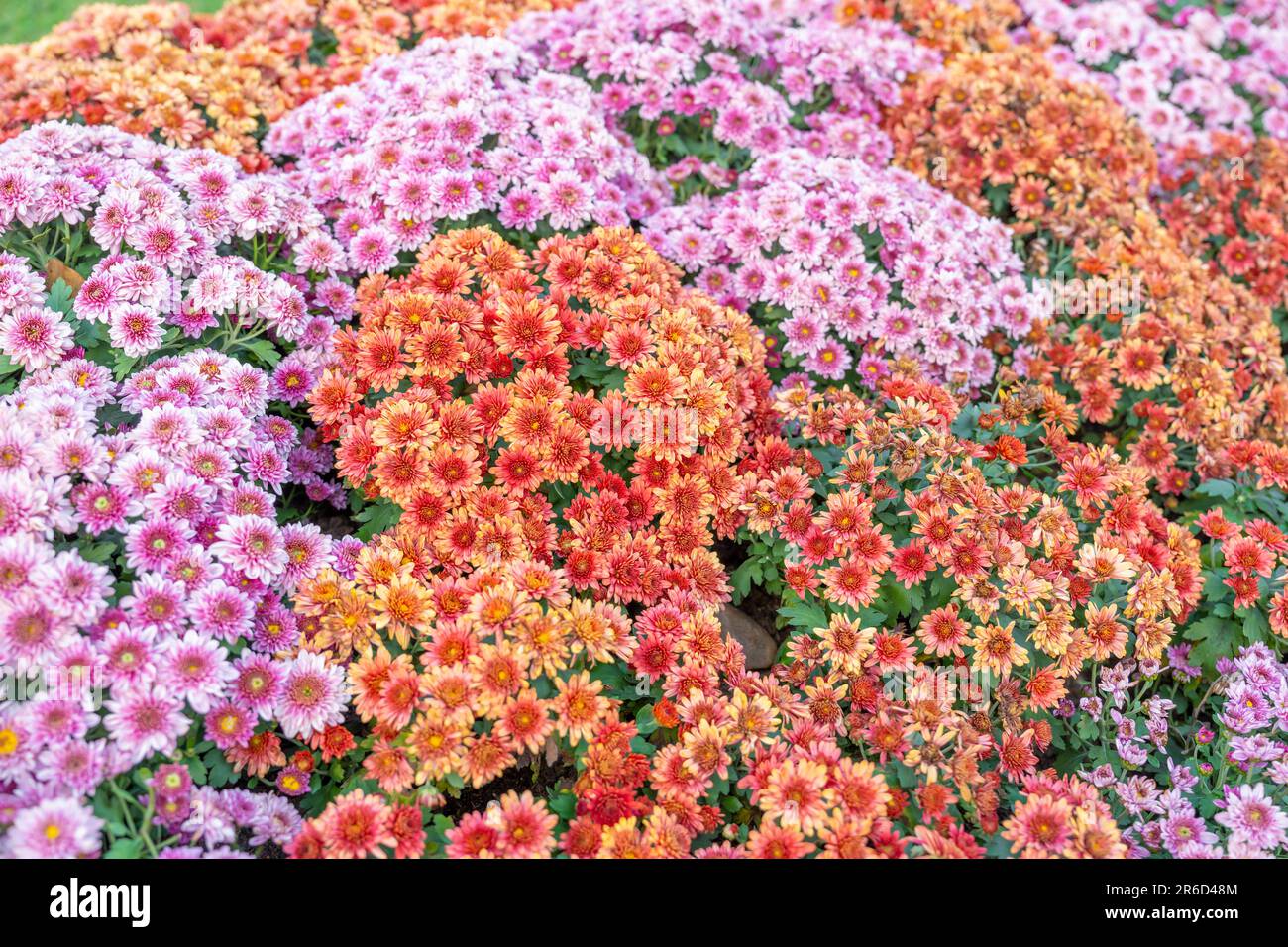Different colored chrysanthemum flowers hi-res stock photography and ...