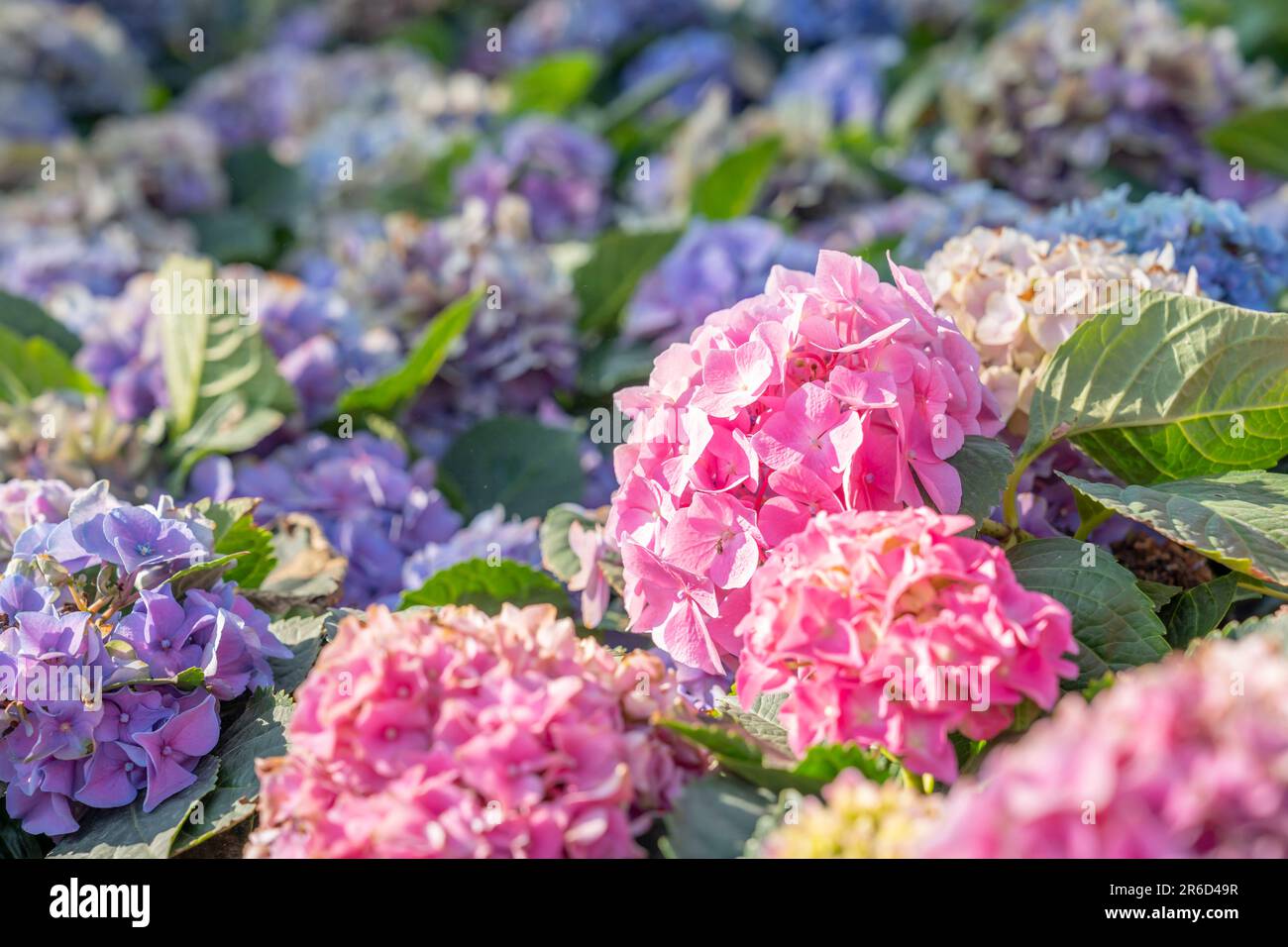Bush of pink Bigleaf hydrangea (Hydrangea macrophylla) flowers growing ...
