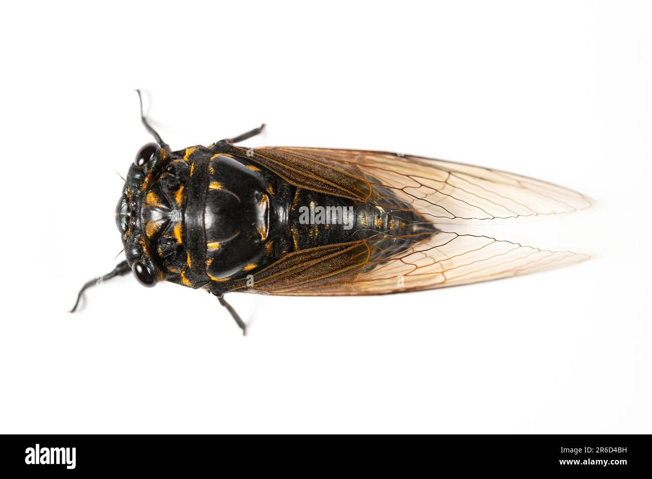 a black and gold colors cicada on white background Stock Photo - Alamy
