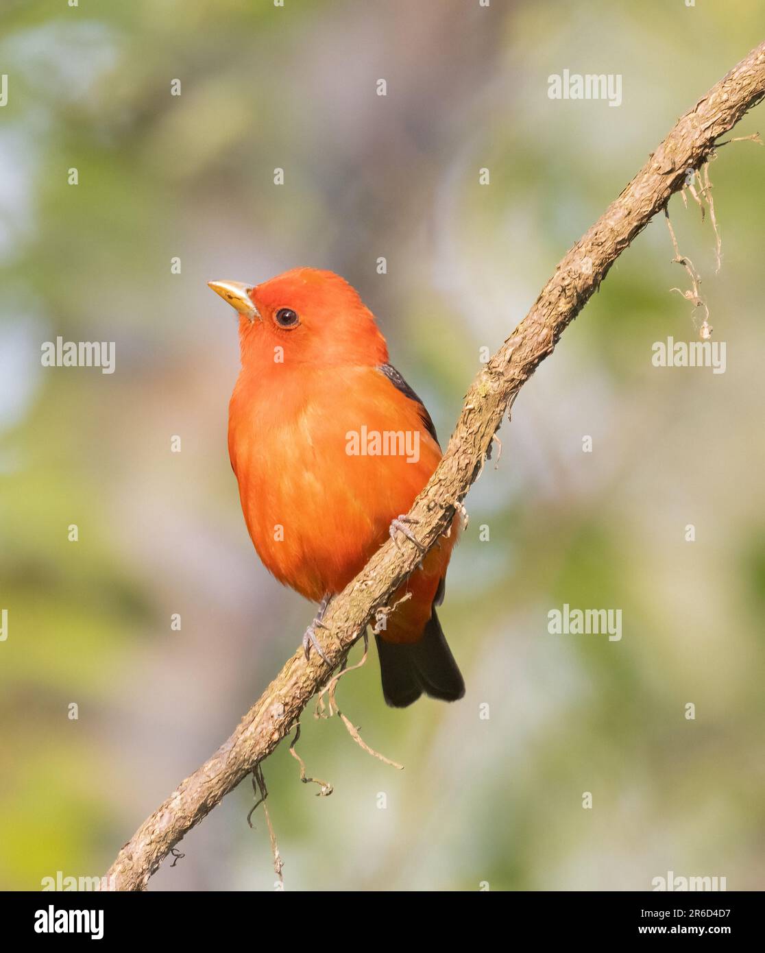 A closeup of a Scarlet Tanager in a deciduous forest in Pelee National ...